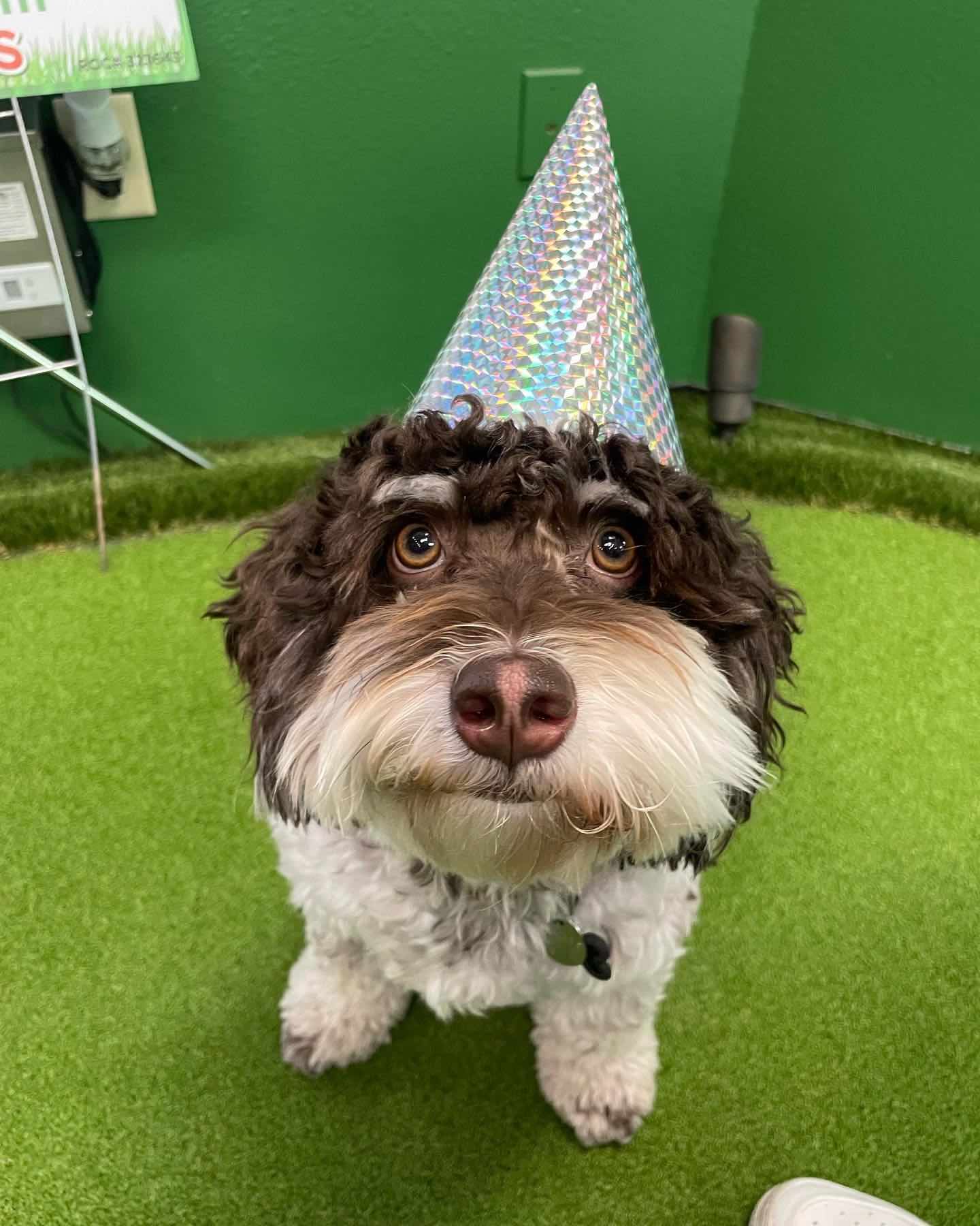 Tempe Artificial Grass Installation | Turf Monsters